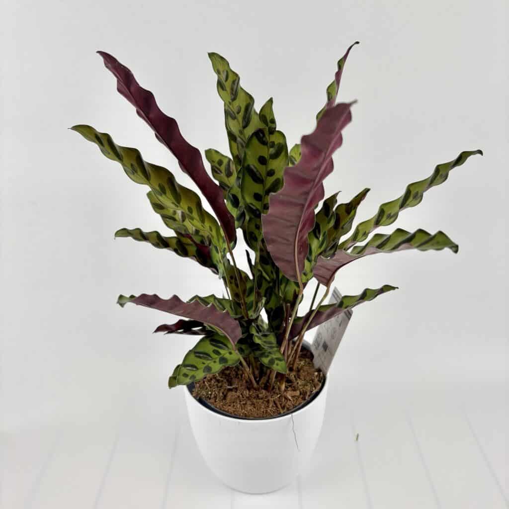 Calathea lancifolia - Vivaio Segantini, Piante Online