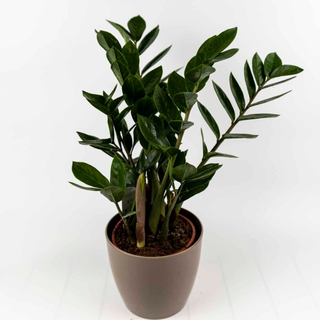 Zamioculcas - Vivaio Segantini, Piante Online