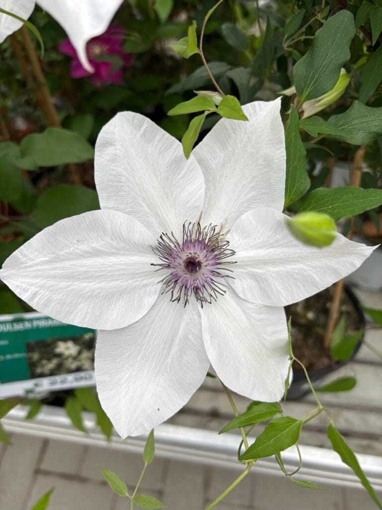Clematis ninon boulevard - Vivaio Segantini, Piante Online