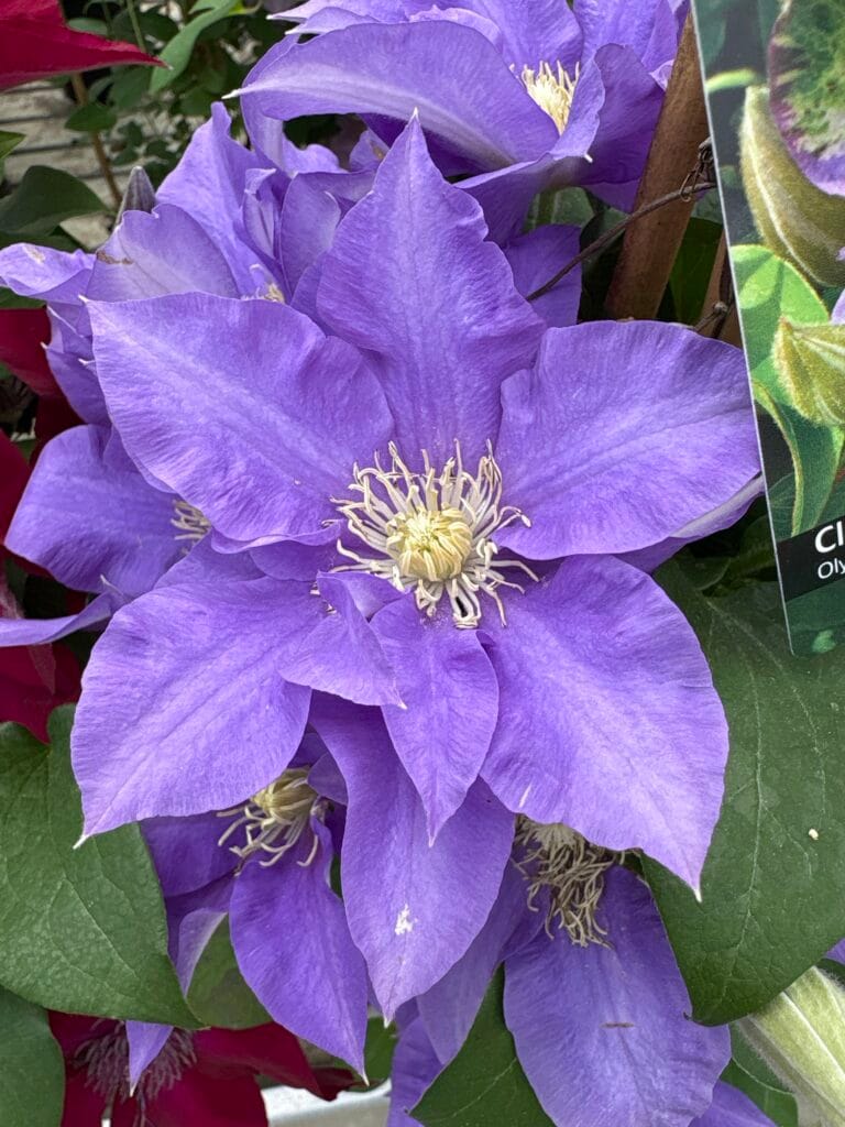 Clematis olympia boulevard - Vivaio Segantini, Piante Online